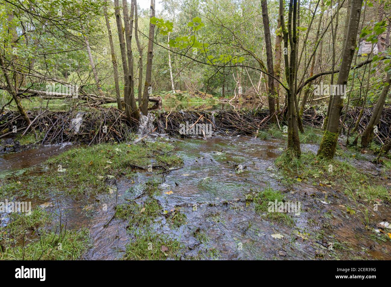 Beaver dams hi-res stock photography and images - Alamy