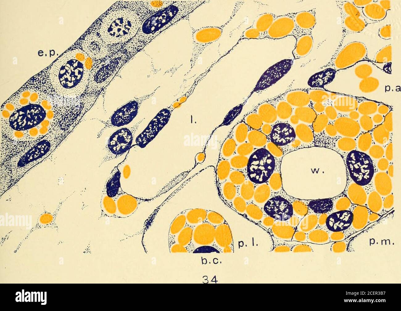 . The American journal of anatomy. c.c. PLATE 13 EXPLANATION OF FIGURES ...