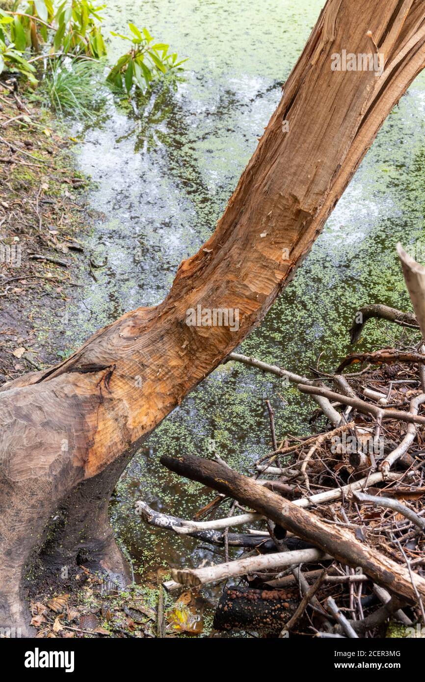 Beaver activity hi-res stock photography and images - Alamy