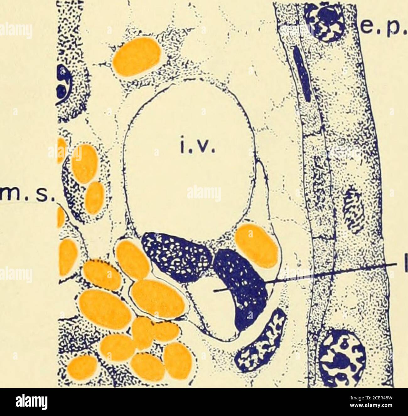 . The American journal of anatomy. JStii:. 20 Stock Photo - Alamy