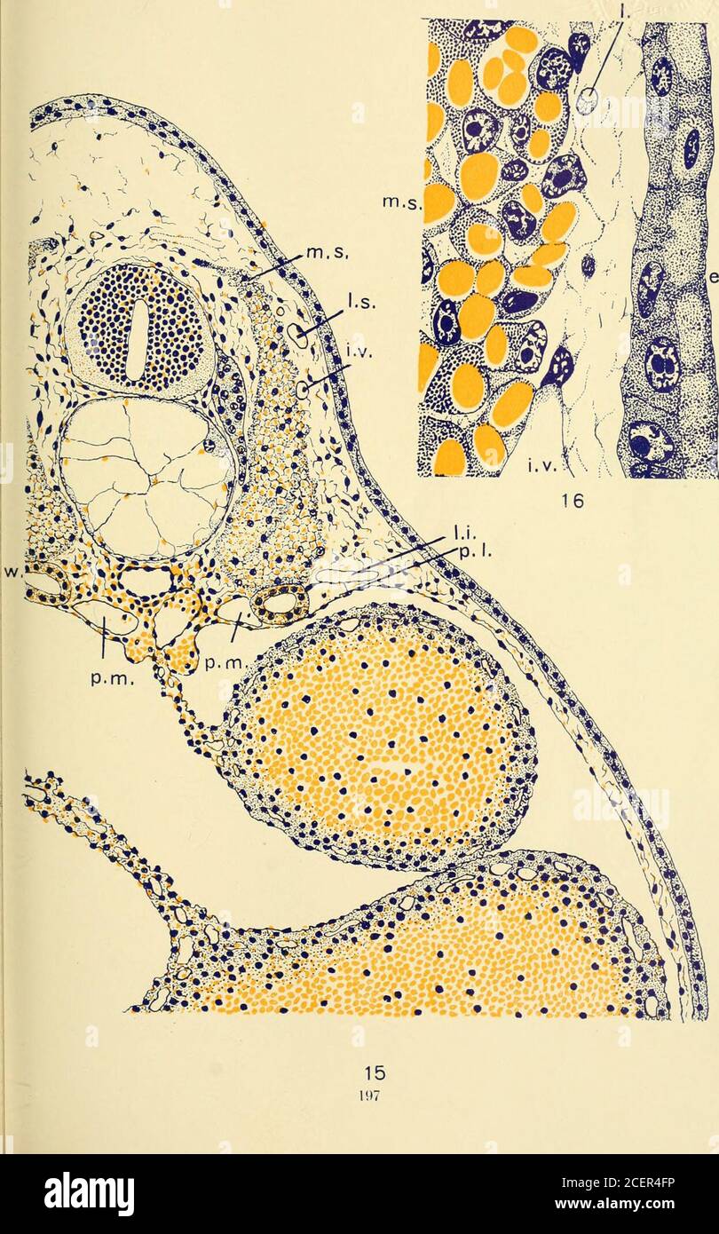. The American journal of anatomy. 195 PLATE 7 EXPLANATIOX OF FIGURES 1 ...