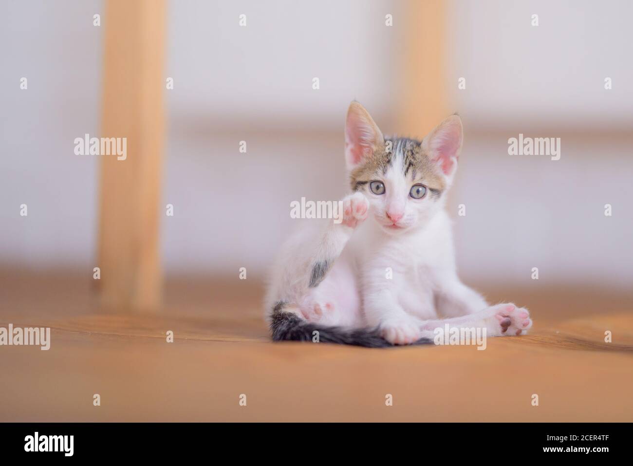 Closeup shot of an adorable cat on blurred background Stock Photo - Alamy