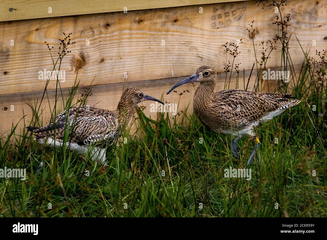 Curlews in ireland hi-res stock photography and images - Alamy