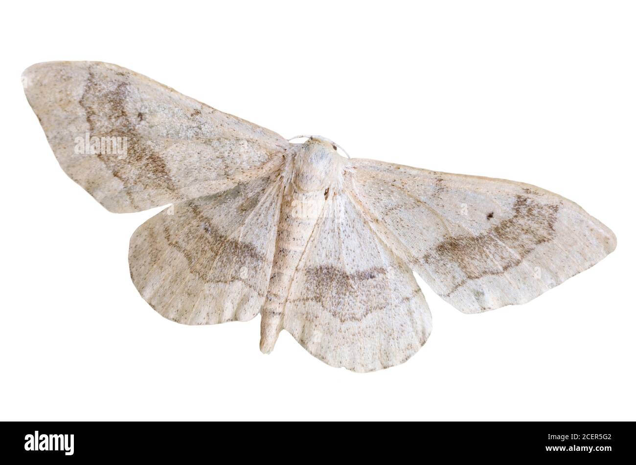 Riband Wave (Idaea aversata) geometridae moth isolated on white ...