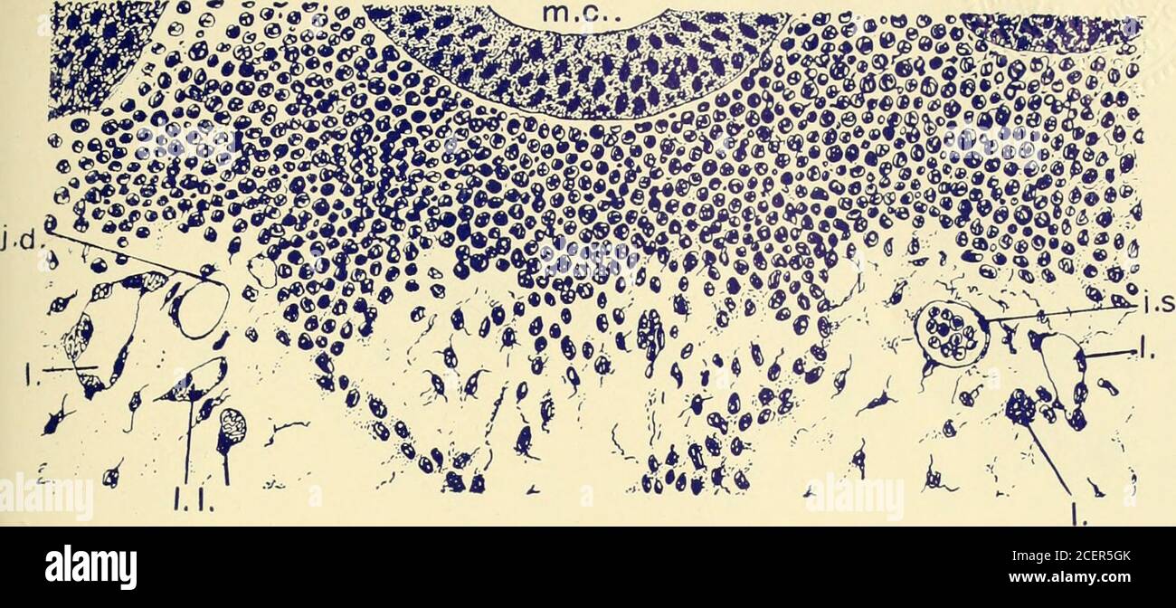. The American journal of anatomy. 9 189 PLATE 4 EXPLANATION OF FIGURES ...