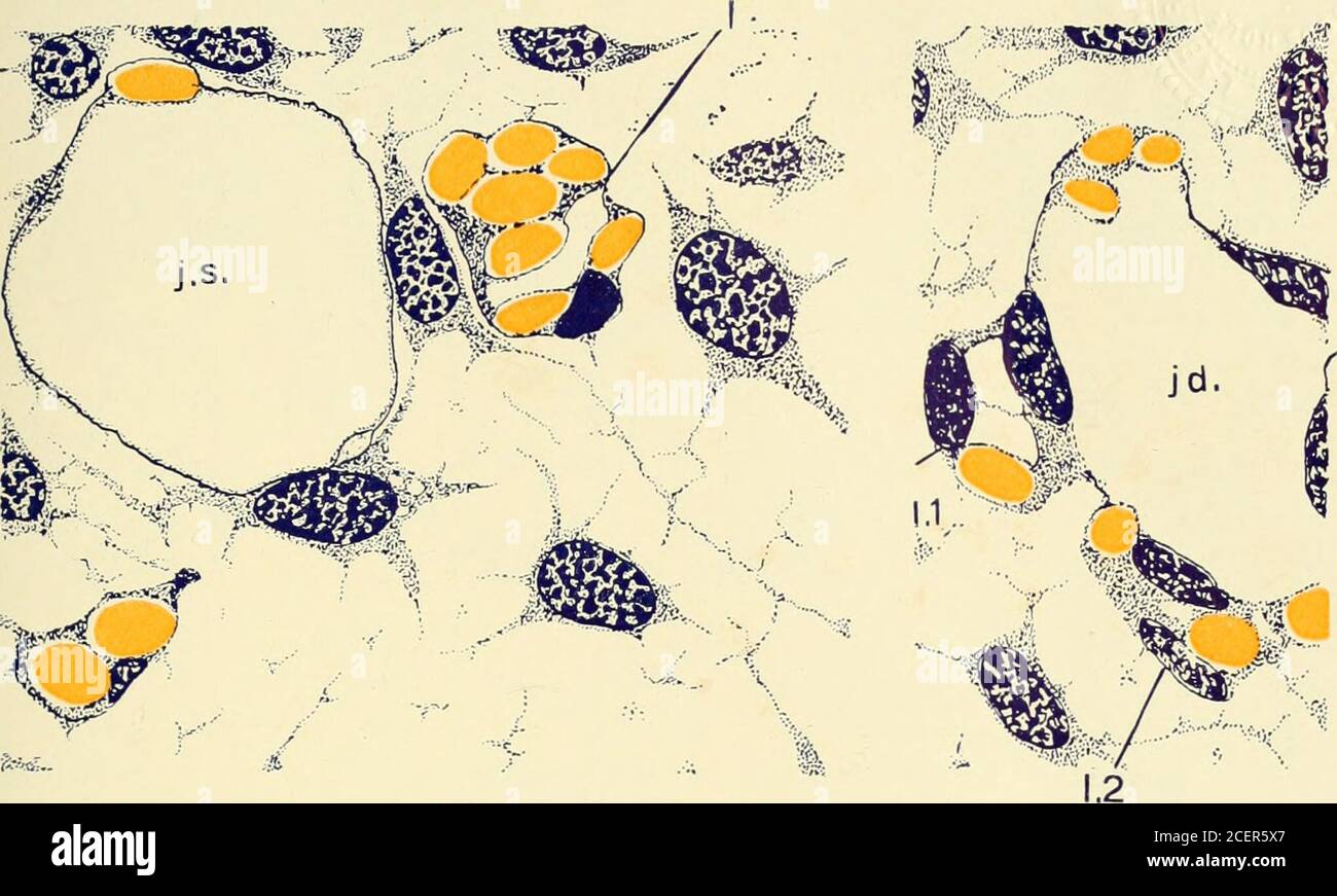 . The American journal of anatomy. 187 PLATE 3 EXPLANATION OF FIGURES 7 ...
