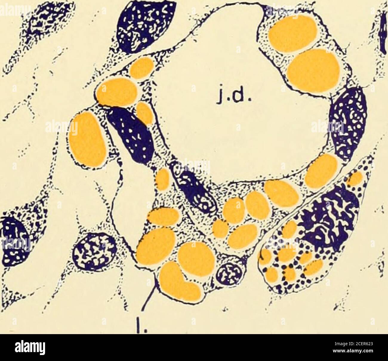 . The American journal of anatomy. 187 PLATE 3 EXPLANATION OF FIGURES 7 ...