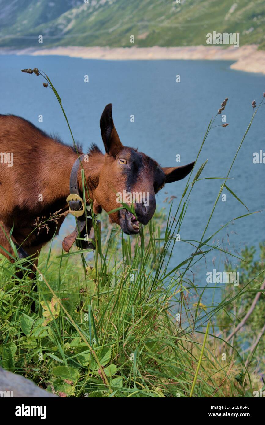 Goat walk hi-res stock photography and images - Alamy