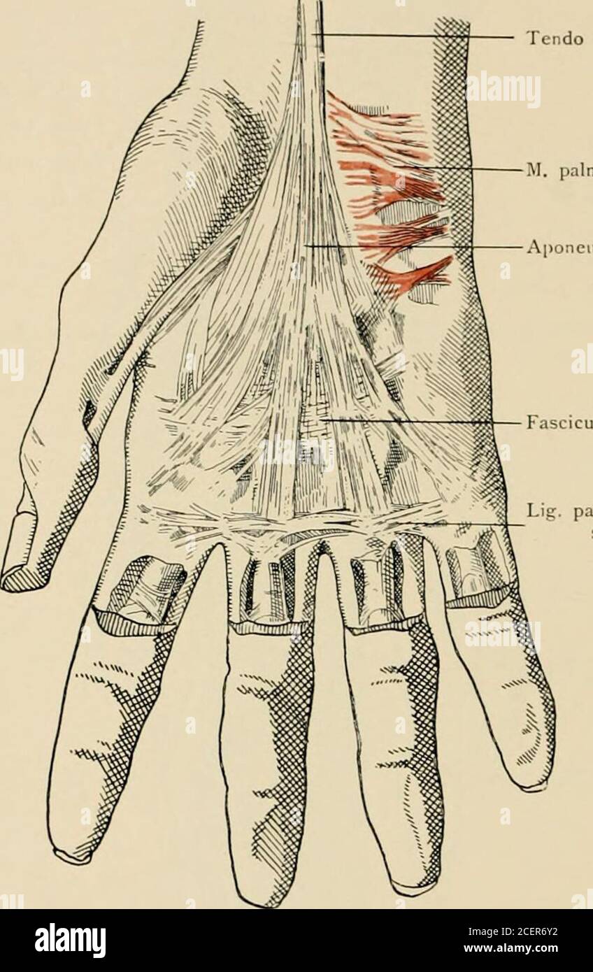 Sehnen der hand hi-res stock photography and images - Alamy