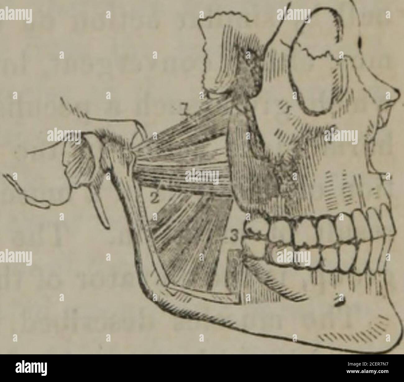 Muscles of mastication hi-res stock photography and images - Alamy