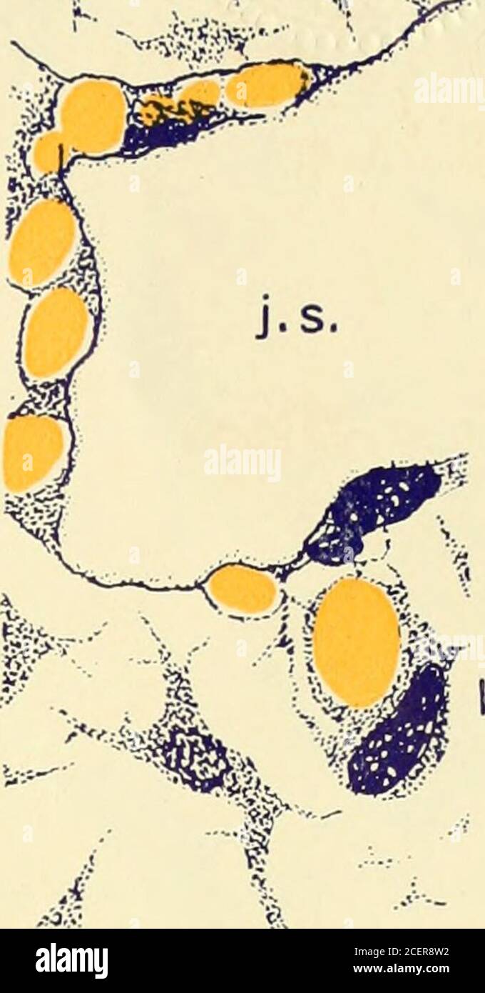 . The American journal of anatomy. 187 PLATE 3 EXPLANATION OF FIGURES 7 ...