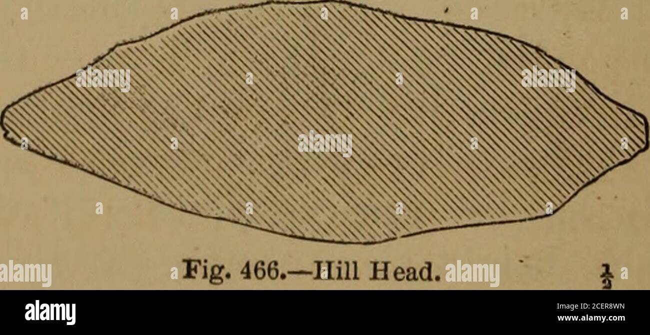 Blackmore oval hi-res stock photography and images - Alamy