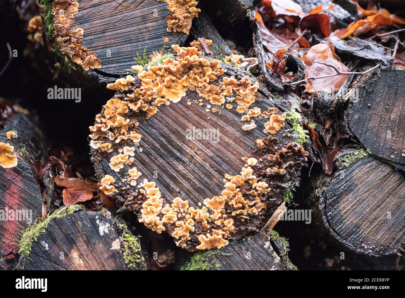 Rotten wood pile fungi hi-res stock photography and images - Alamy