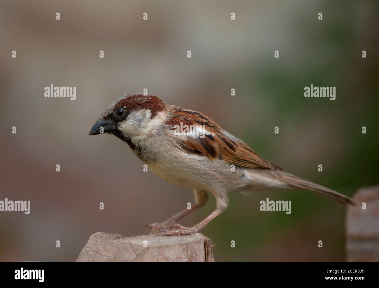 wildlife and birds of Pakistan Stock Photo - Alamy