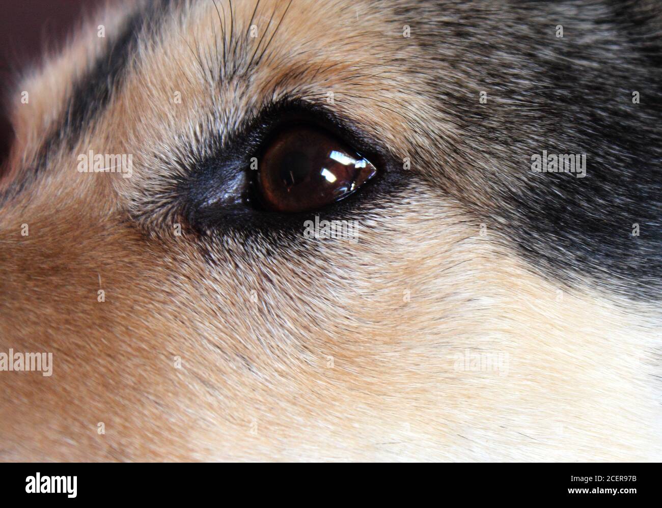 Pets gaze hi-res stock photography and images - Alamy