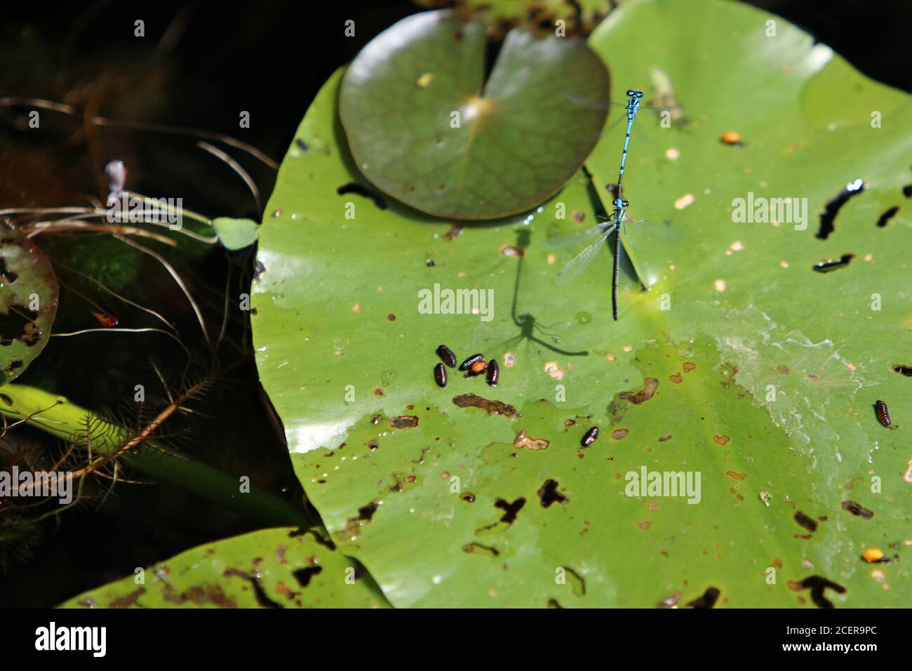 Blossom beetles hi-res stock photography and images - Alamy