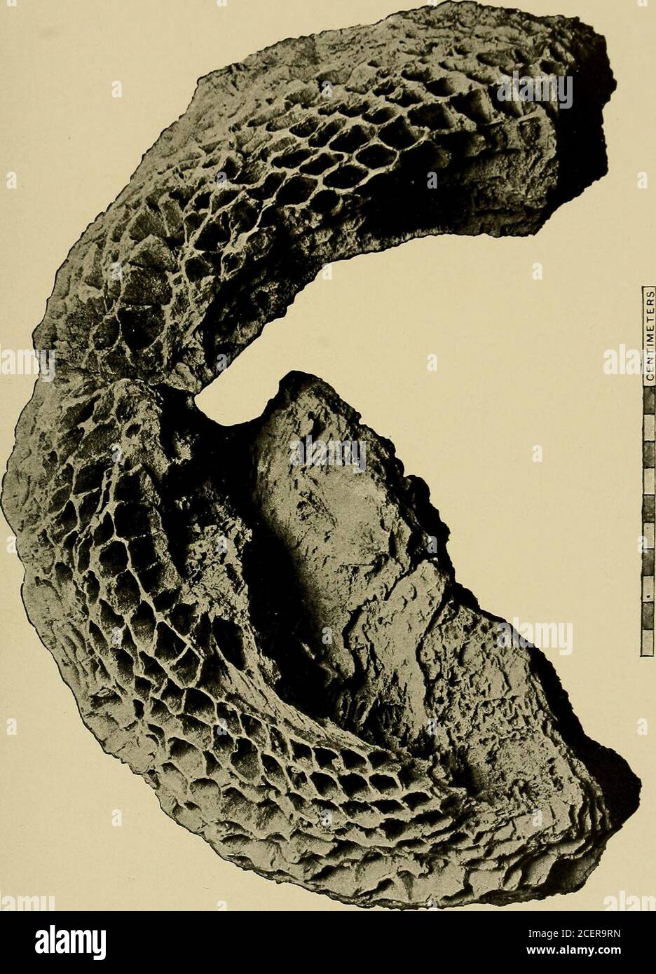 Cycadeoidea hi-res stock photography and images - Alamy