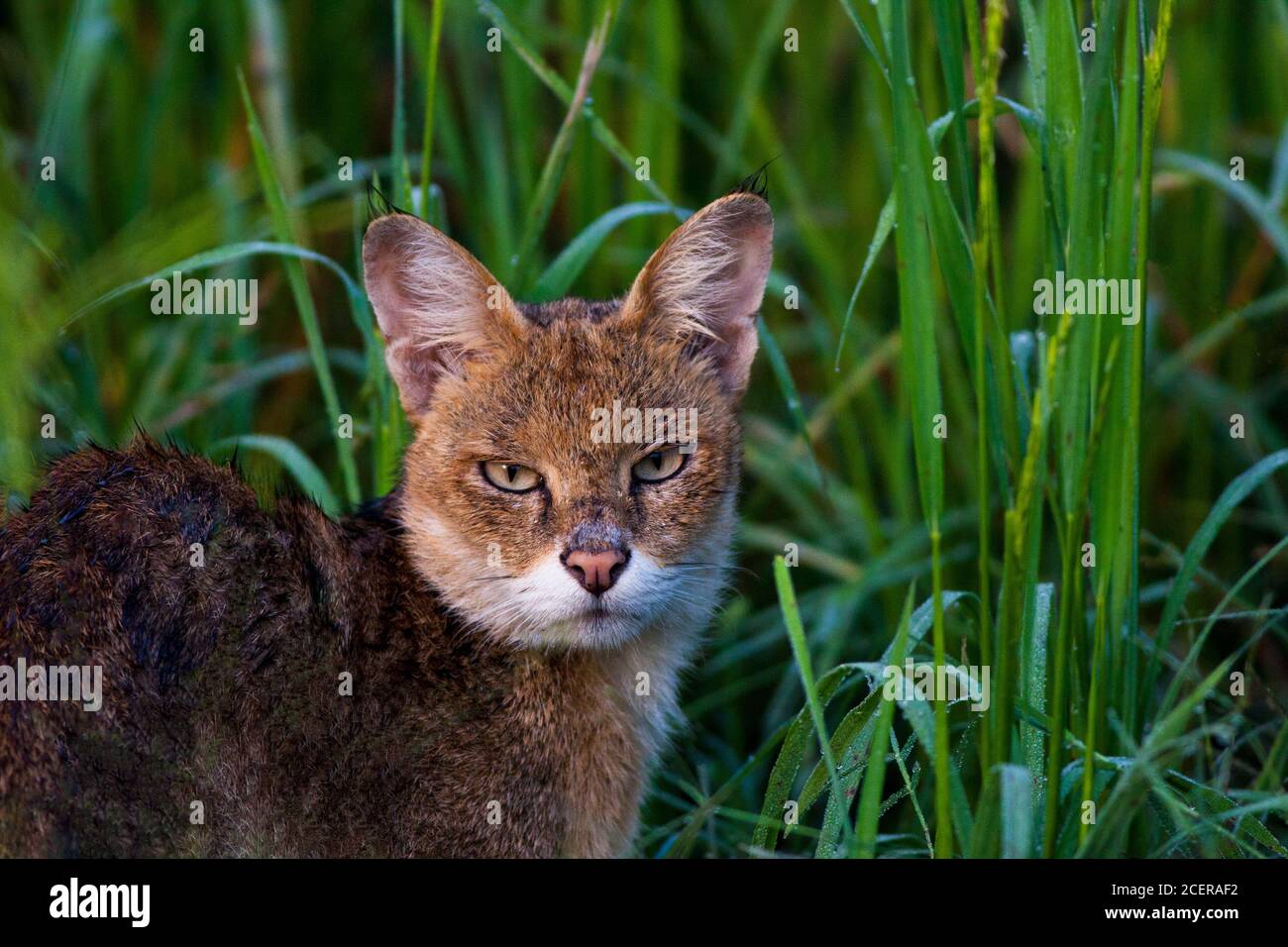 wildlife and birds of Pakistan Stock Photo - Alamy