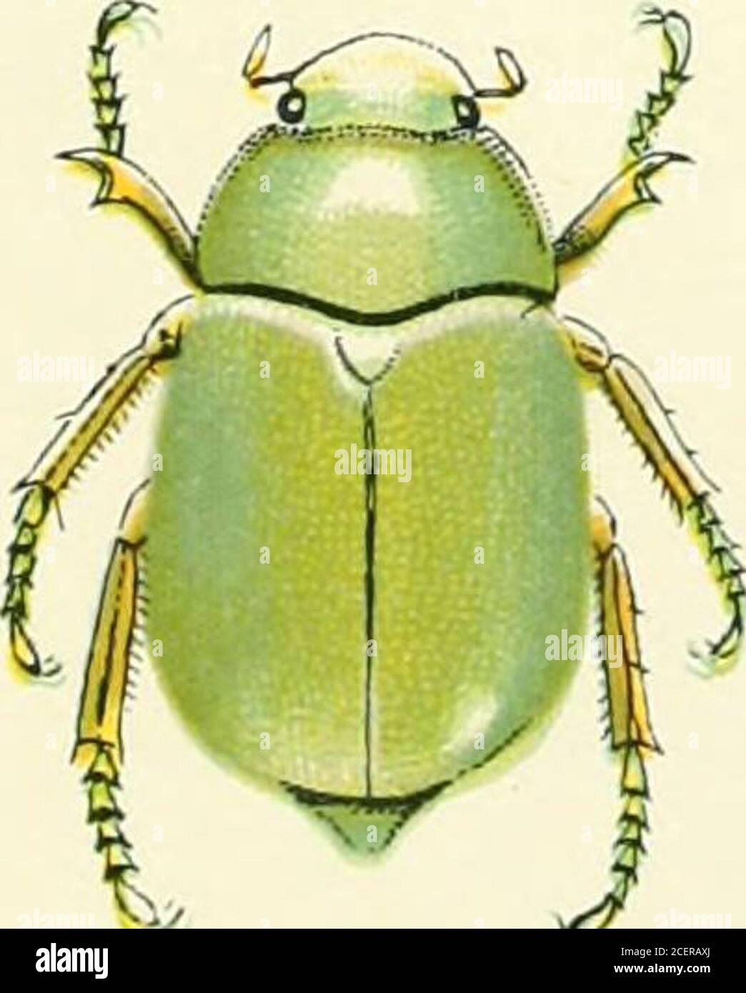 . Bulletin / Division of Entomology, Bureau of Sugar Experiment ...