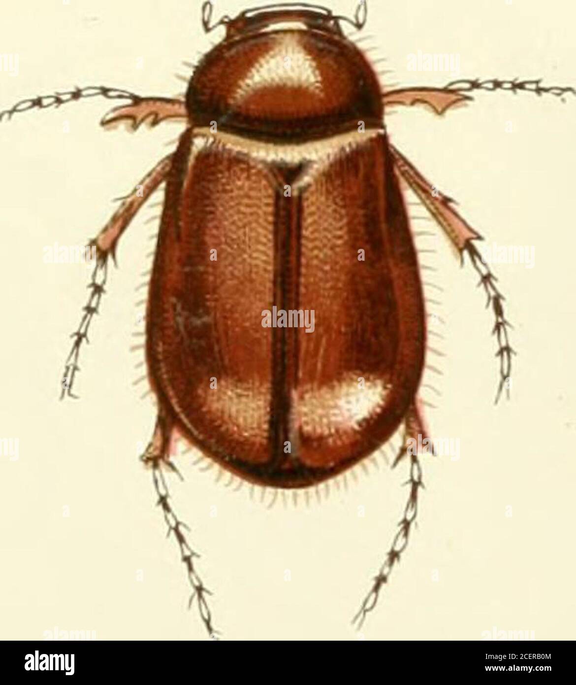 Cane beetles hi-res stock photography and images - Alamy