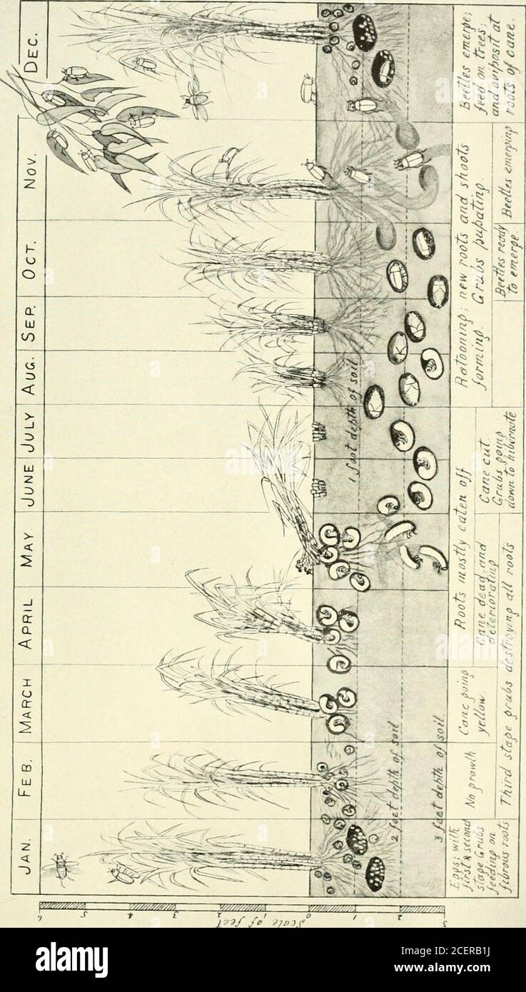 . Bulletin / Division of Entomology, Bureau of Sugar Experiment ...
