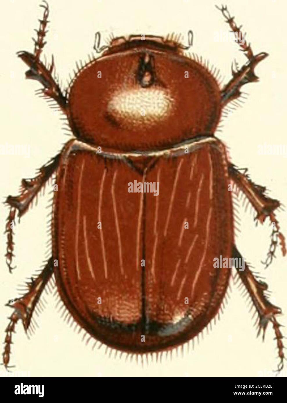 Cane beetles hi-res stock photography and images - Alamy