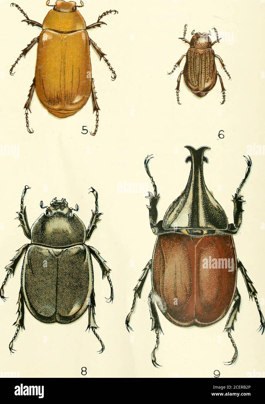 Cane beetles hi-res stock photography and images - Alamy