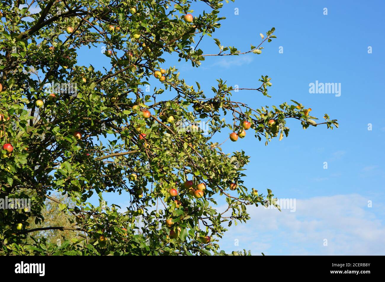Low angle shot of a big tree ith growing apples on the tree on a blue ...