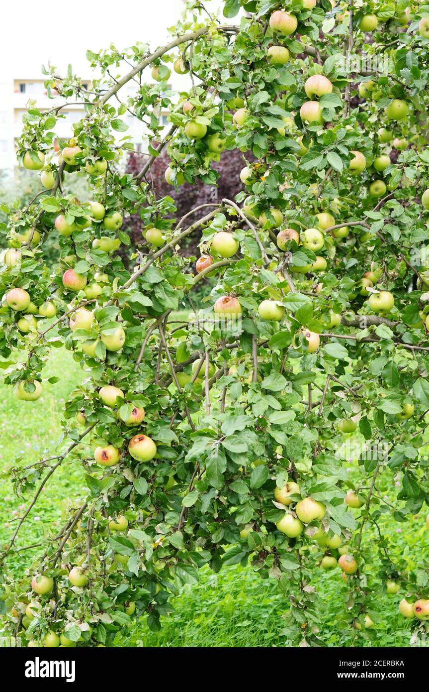 Fresh apples hanging on a tree Stock Photo - Alamy