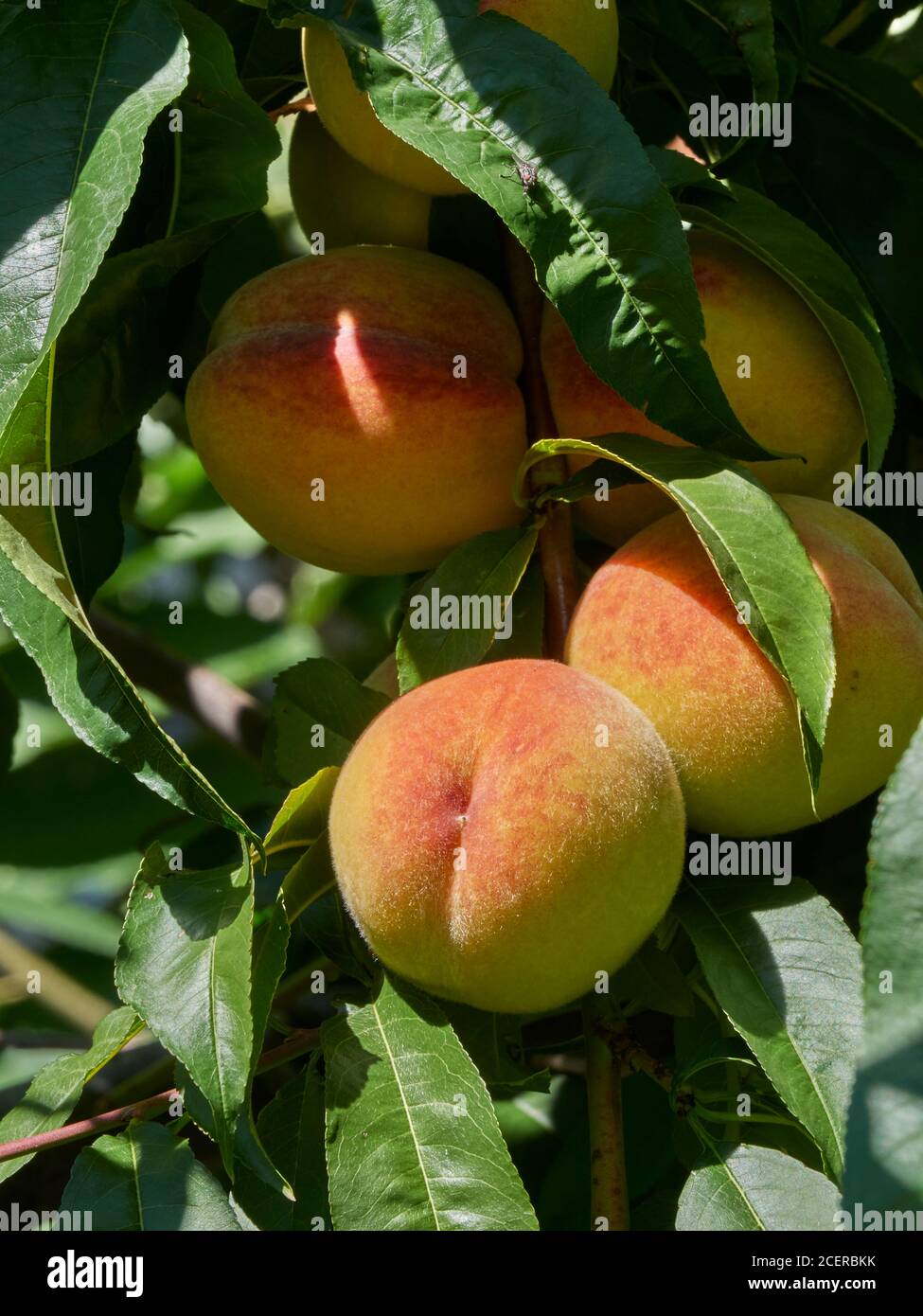 Autum peaches ripening in a tree in the sunshine Stock Photo - Alamy