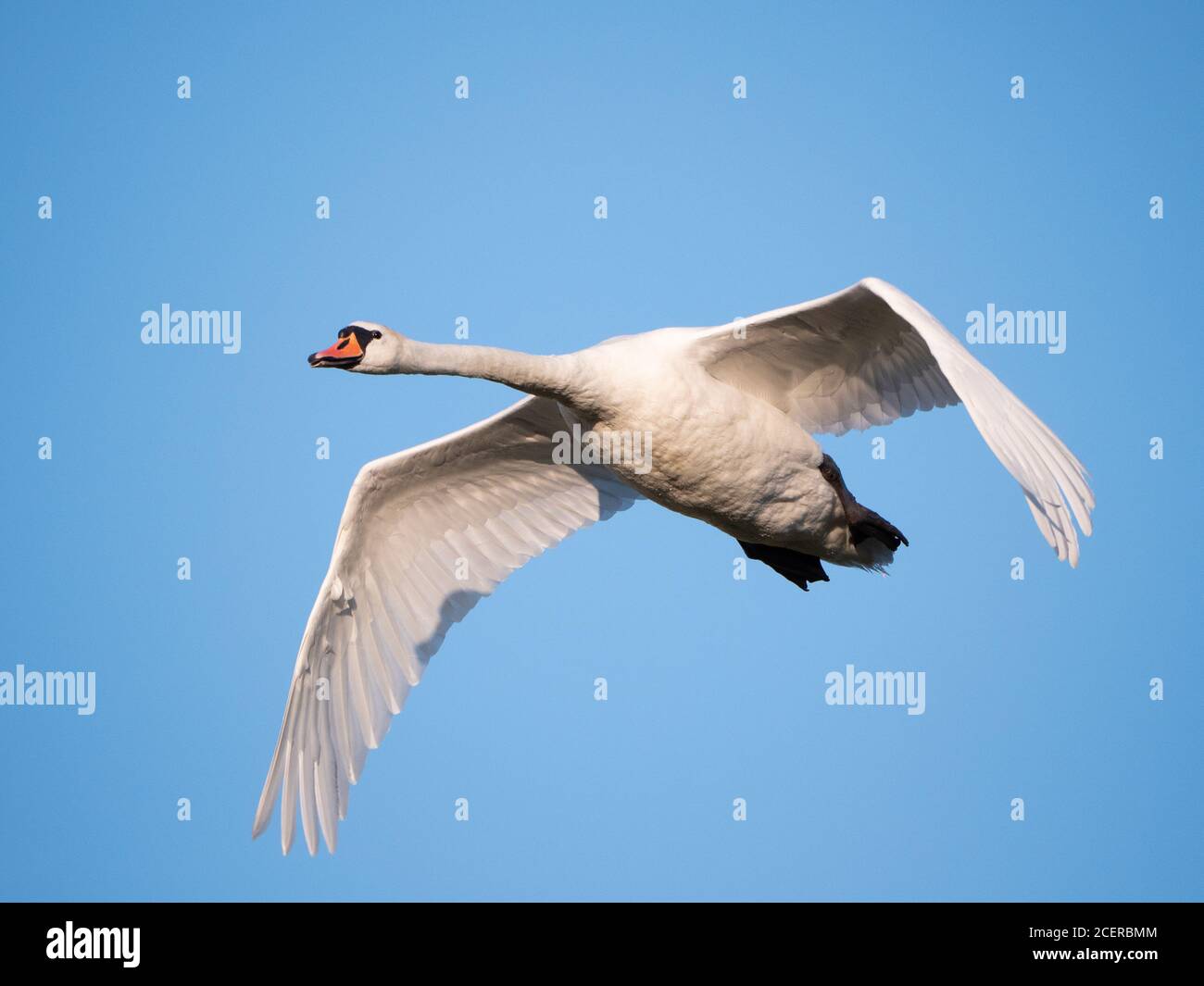 Swan in flight flying bird hi-res stock photography and images - Alamy