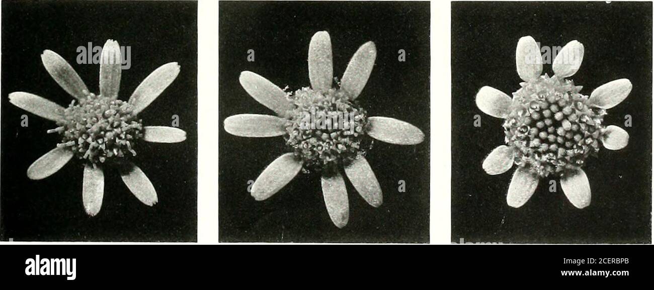 . Journal of genetics. Fig. 7. Praecox, radiatus. Fig. 8. Eiectus ...