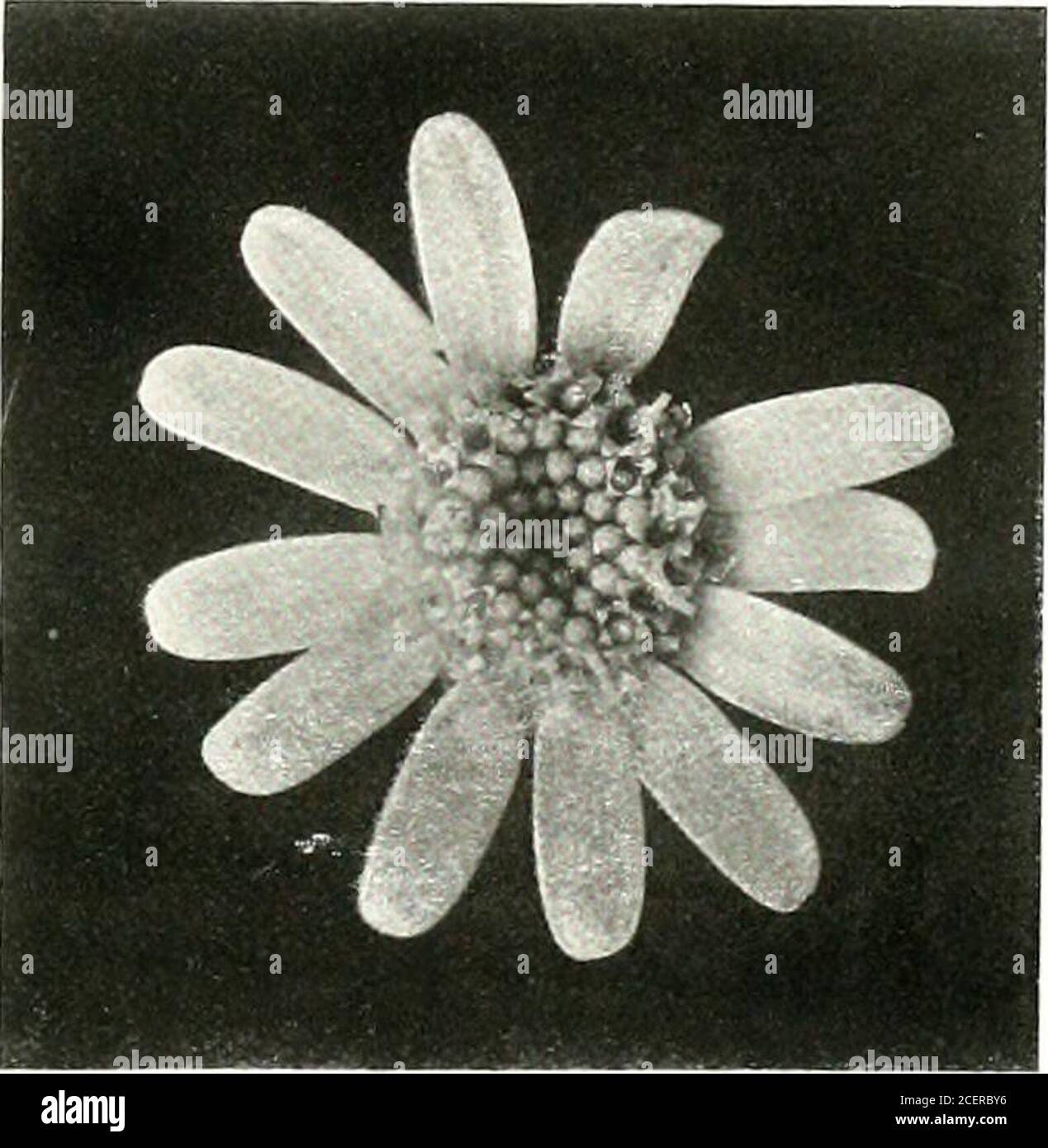 . Journal of genetics. Fig. 7. Praecox, radiatus. Fig. 8. Eiectus ...