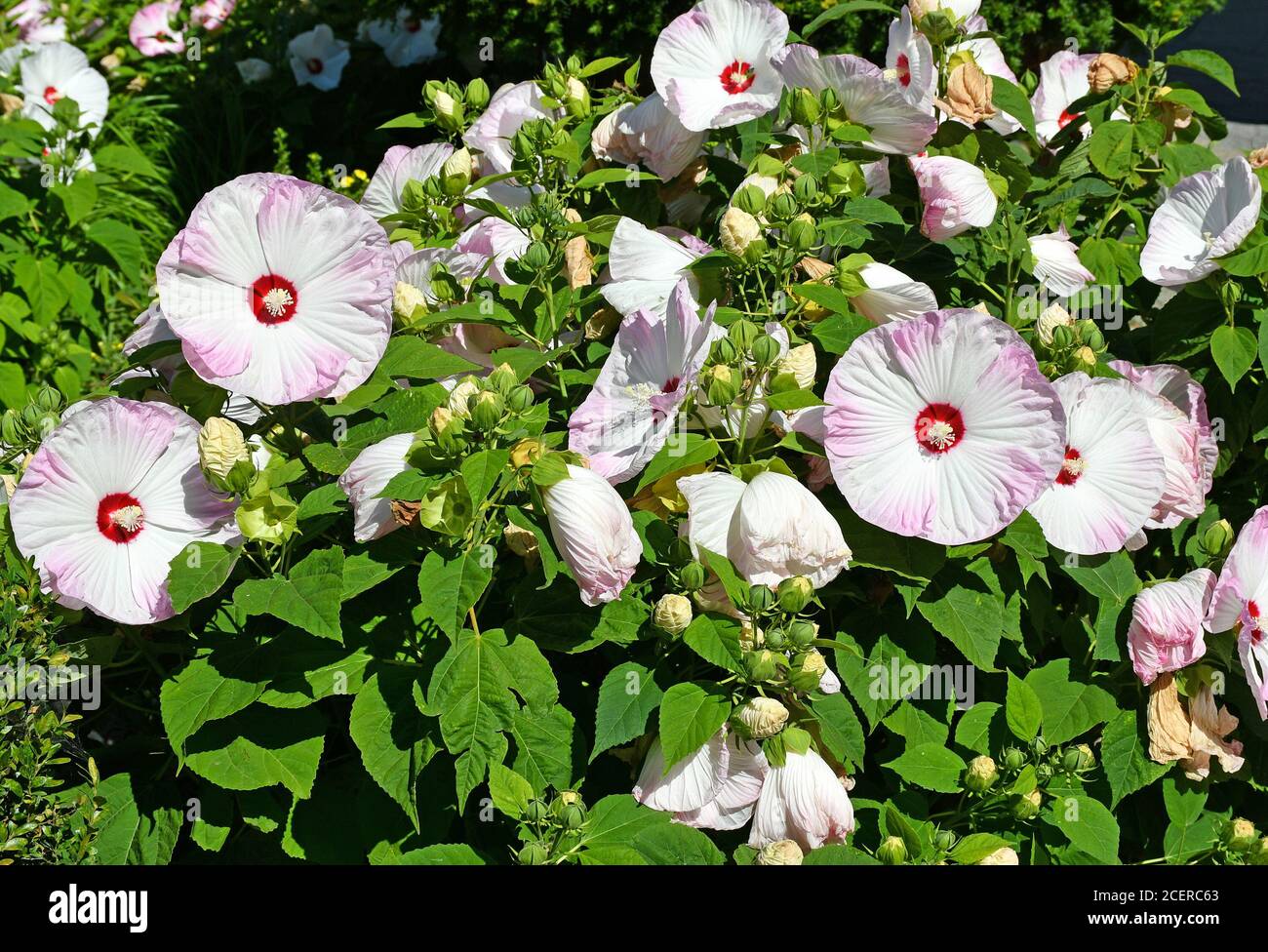 Mallow flowers outdoor in summer time Stock Photo - Alamy