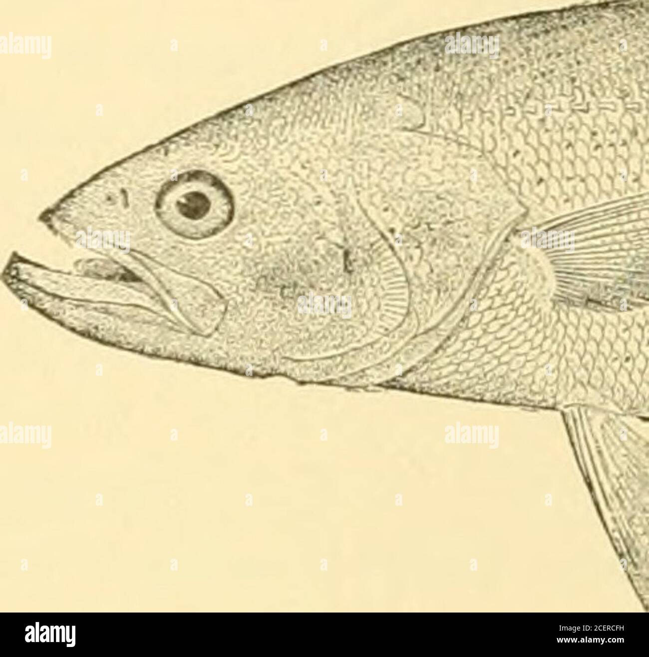 Otoliths fish hi-res stock photography and images - Alamy