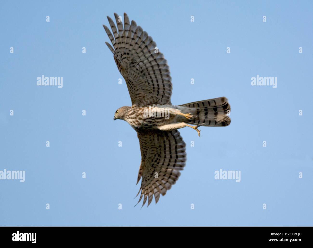 black shouldered kite, shikra, falcon, eagle, osprey , kestrel and ...