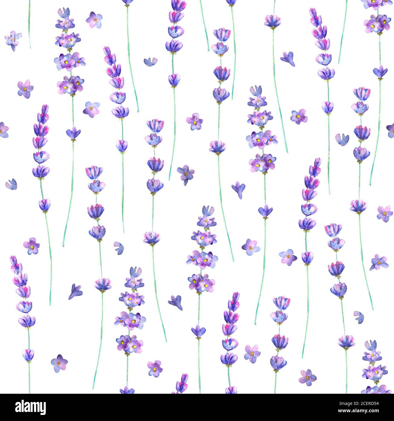 Lavender flowers watercolor seamless pattern on white background ...
