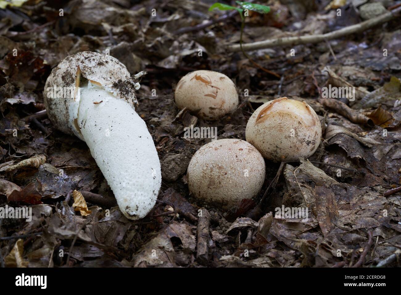 Gelatinous gleba hi-res stock photography and images - Alamy