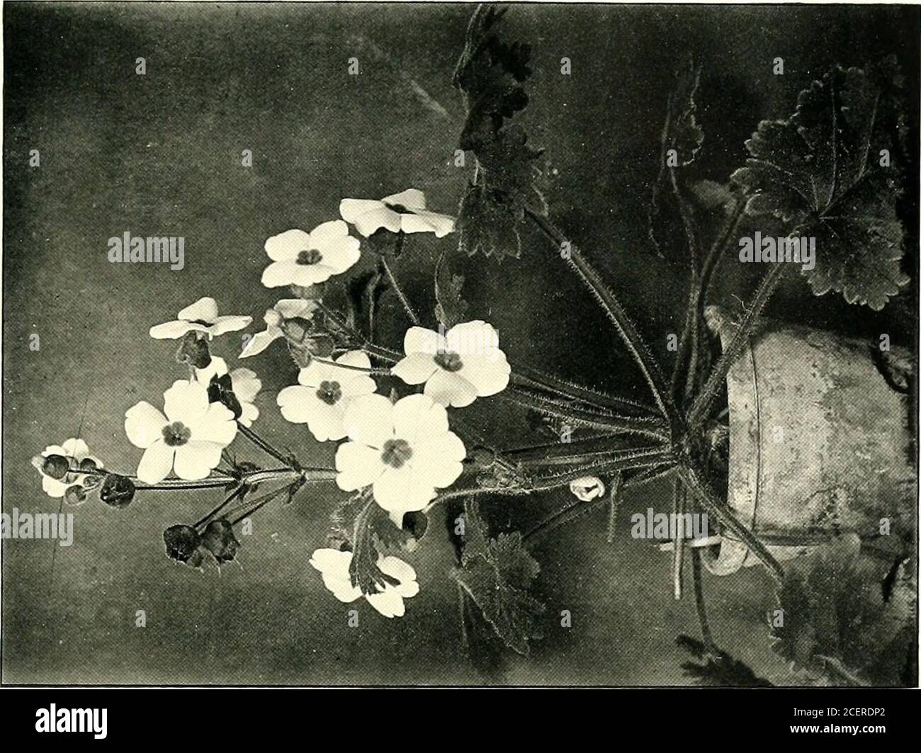 Hafer in weizen hi-res stock photography and images - Alamy