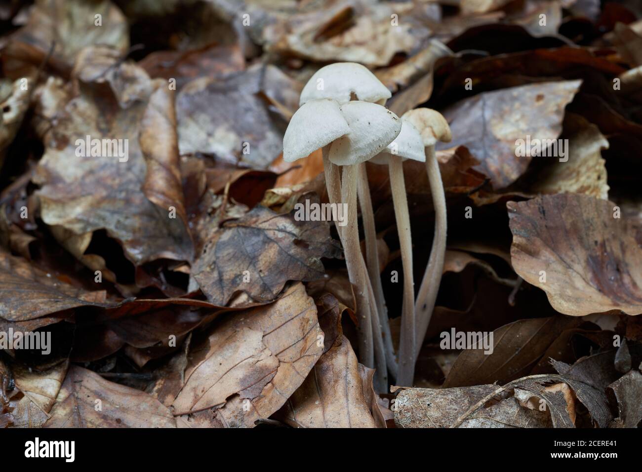 Marasmiellus confluens hi-res stock photography and images - Alamy