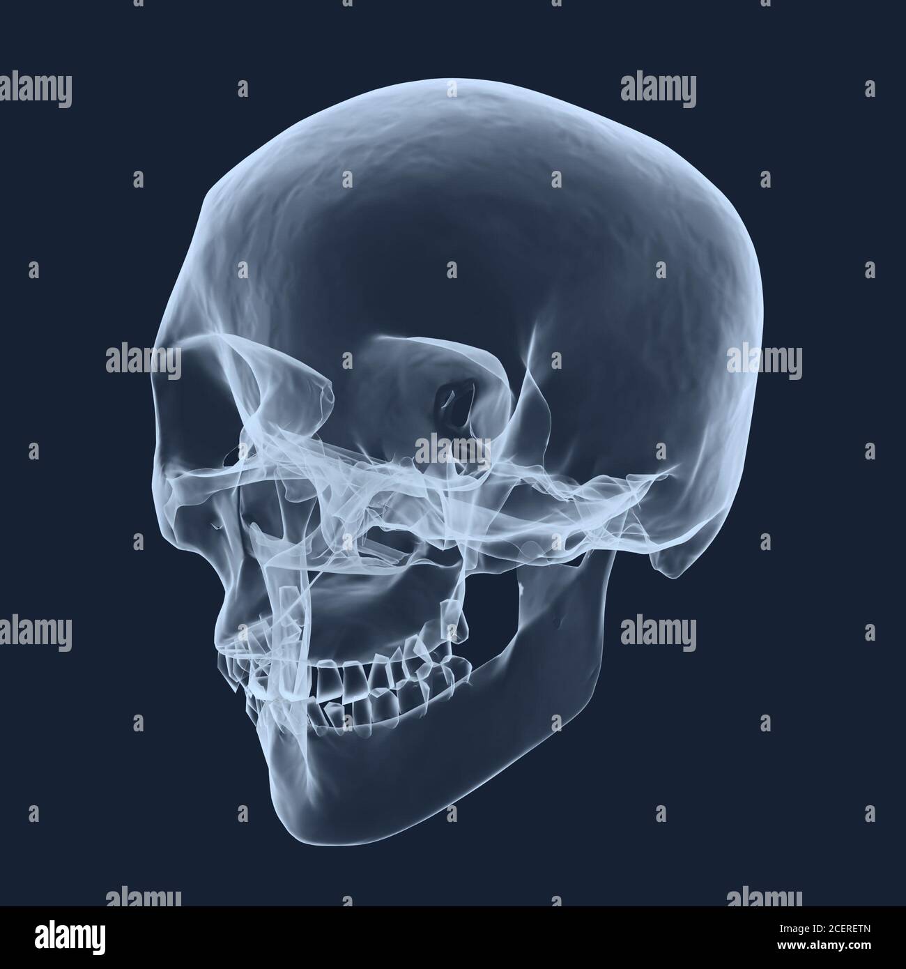 xray human head skull 3d rendering Stock Photo - Alamy