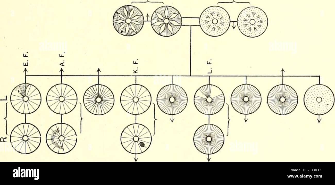 Frake hi-res stock photography and images - Alamy