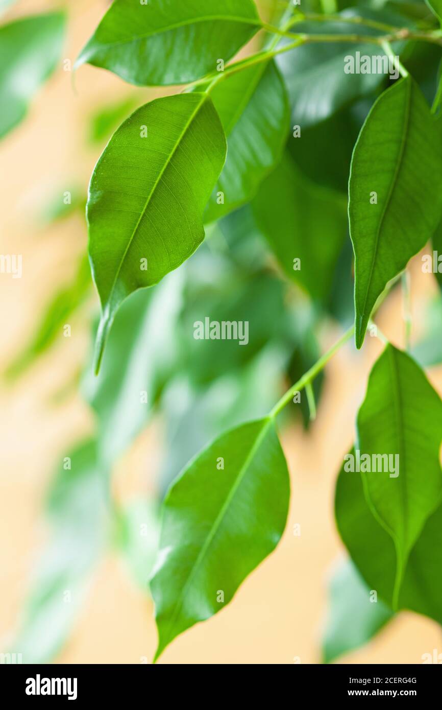 ficus benjamina large green houseplant Stock Photo - Alamy