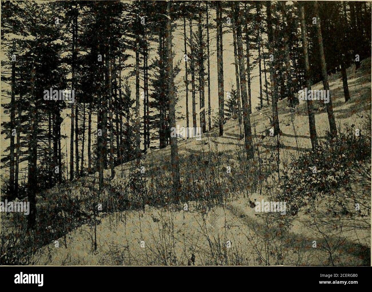 Wind shelter belt hi-res stock photography and images - Alamy