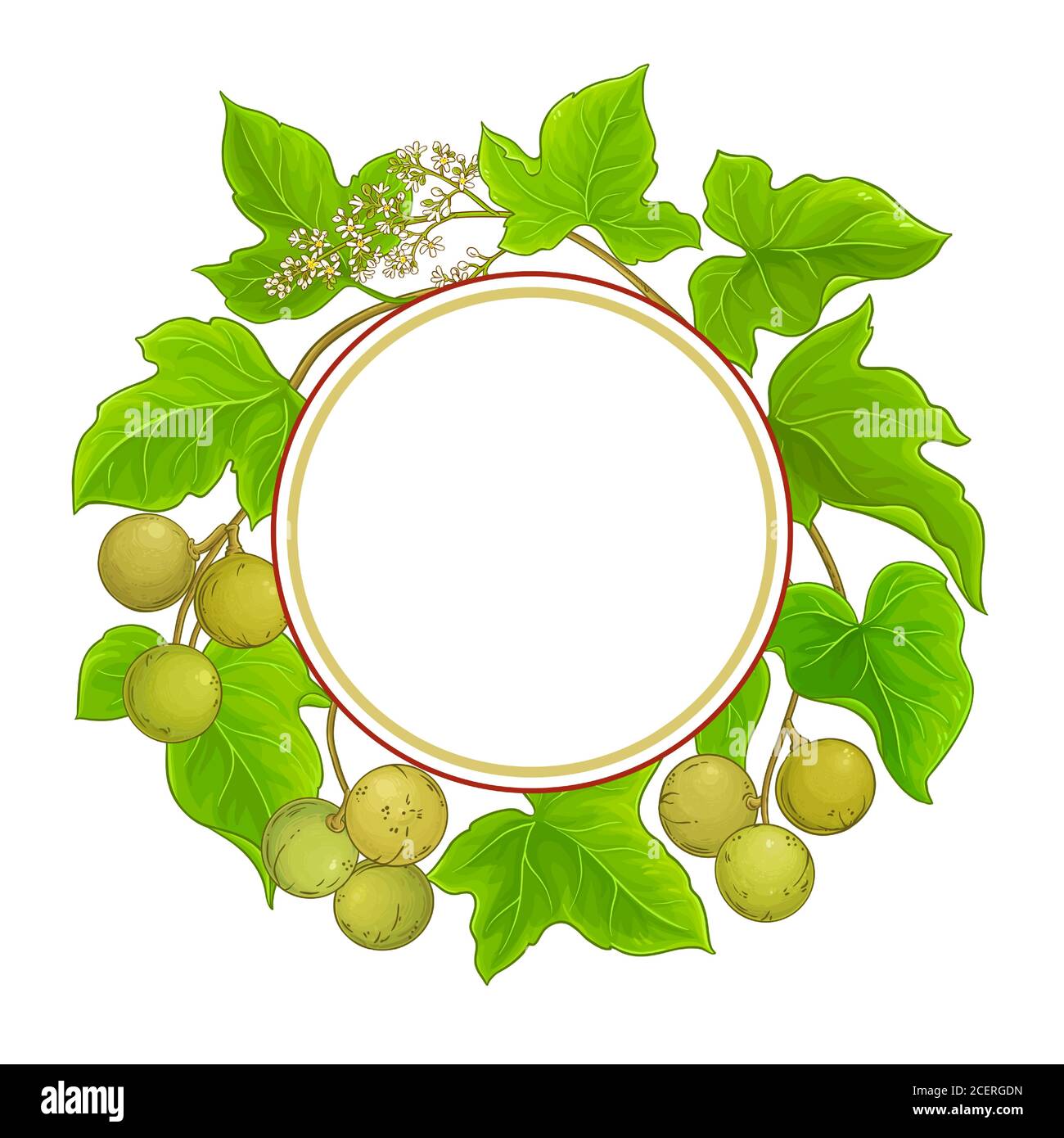 Kukui tree Stock Vector Images - Alamy