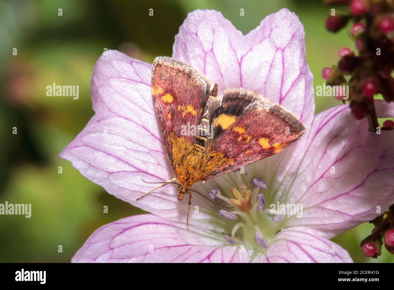 English garden mint hi-res stock photography and images - Alamy