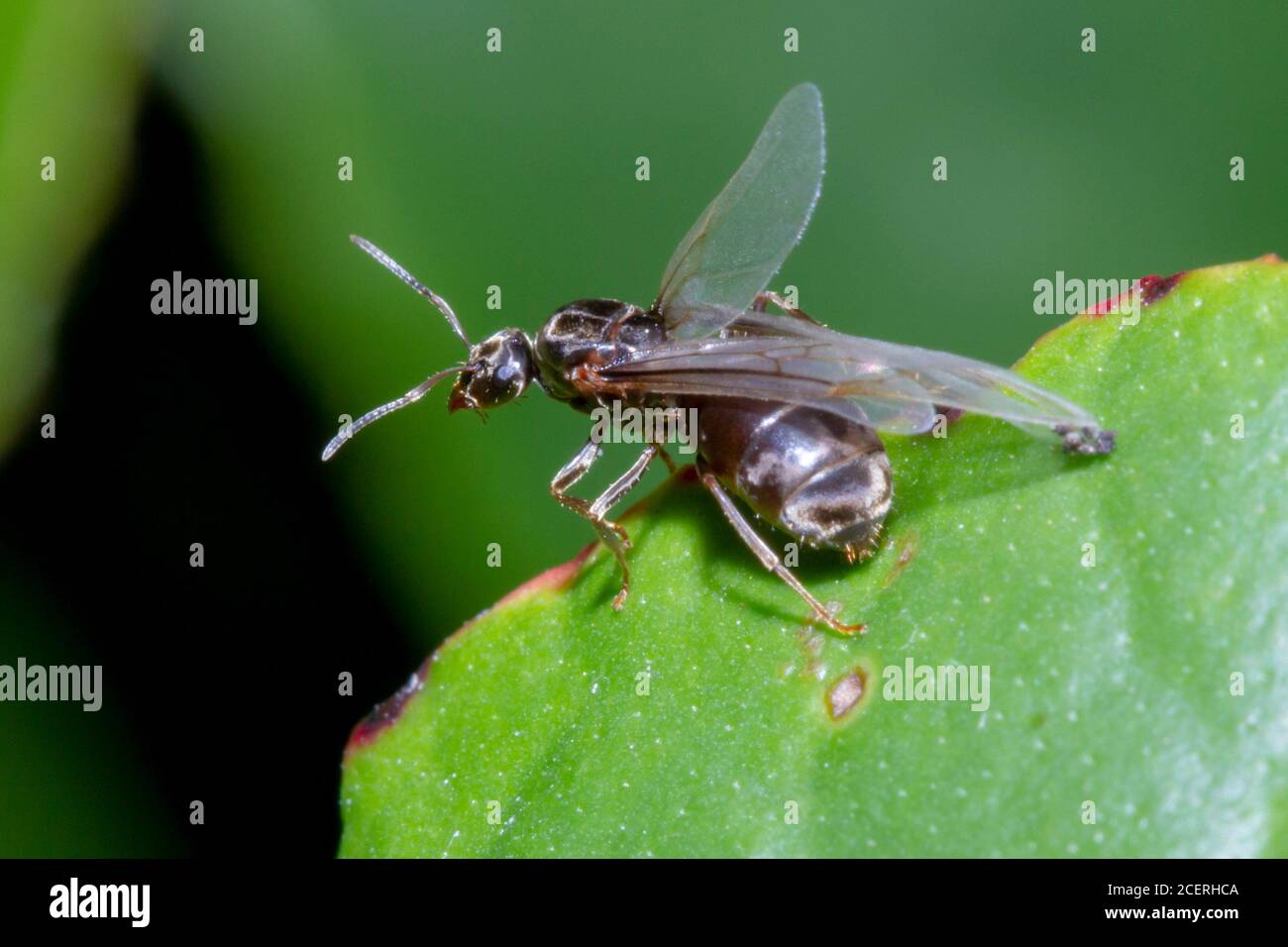 Flying ants hi-res stock photography and images - Alamy
