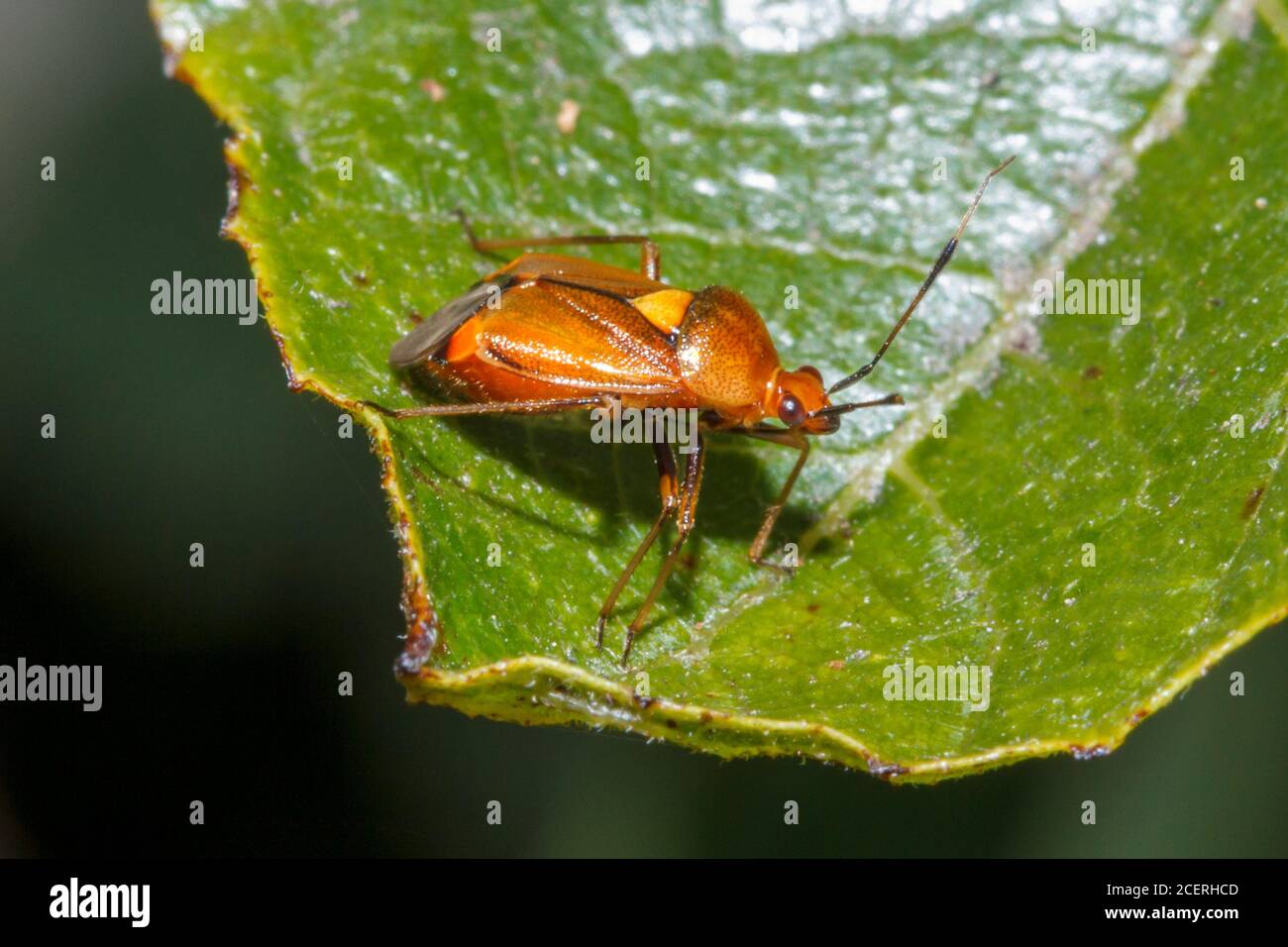 British garden bug hi-res stock photography and images - Alamy