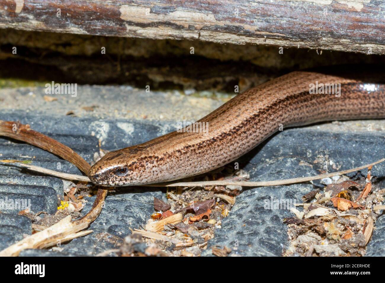 Slow-worm (Anguis fragilis) Sussex garden, UK Stock Photo - Alamy