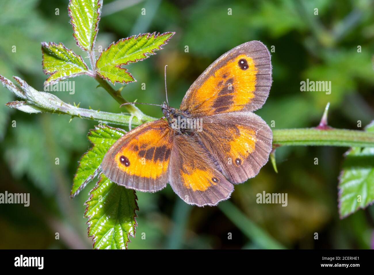 Gatekeeper Butterfly Uk High Resolution Stock Photography and Images ...